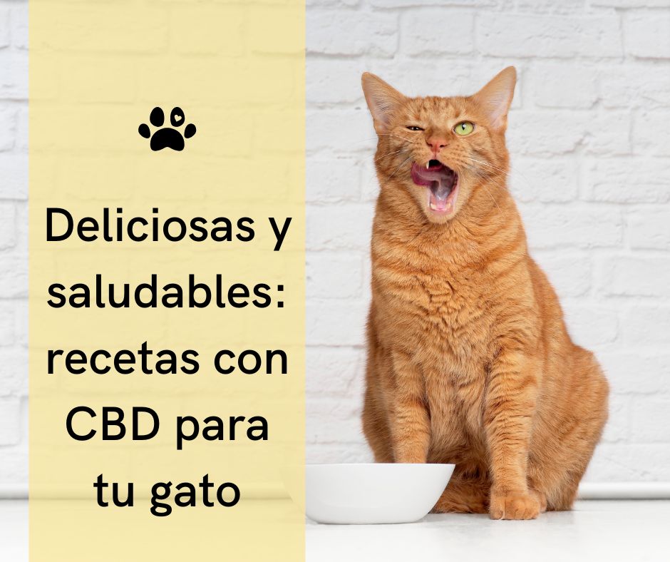 Gel de CBD con atún para gatos: Rápido y fácil