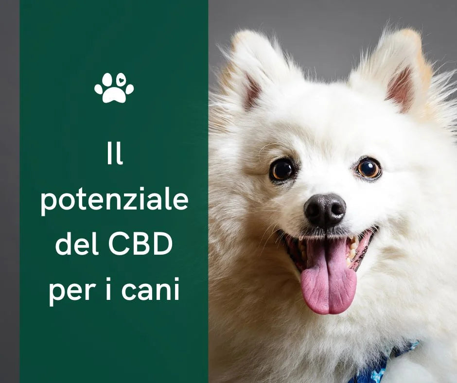 CBD en perros con epilepsia: ¿una alternativa natural?