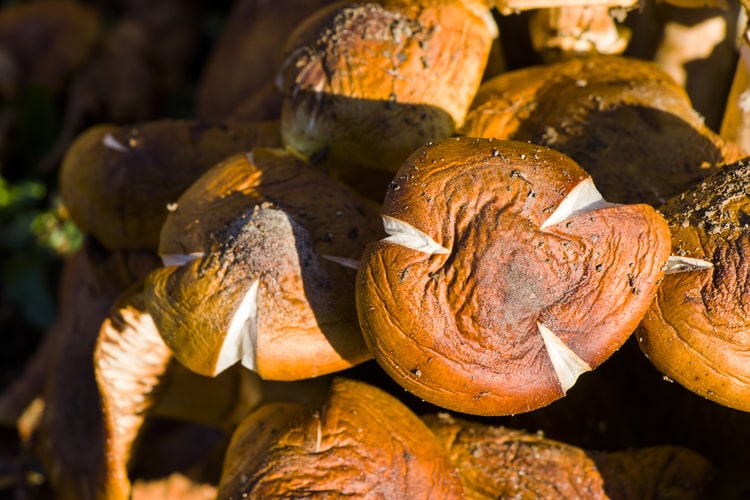 Setas Shiitake: Beneficios para la salud, ingredientes y propiedades c